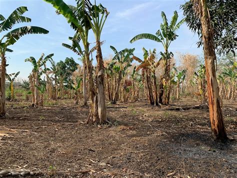 Page 11 Cassava Tree Images Free Download On Freepik