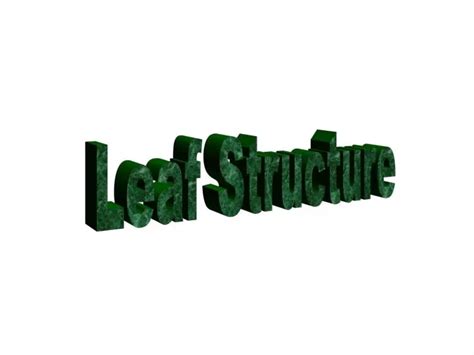 PPT Leaf Structure PowerPoint Presentation Free Download ID