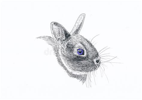 Ink Drawing Portrait Of A Dwarf Rabbit Stock Illustration Illustration Of White Domestic