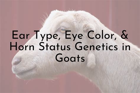 Ear Type Eye Color And Horn Status Genetics In Goats