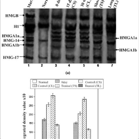 Profile Of Acid Urea Gel Electrophoresis Of Hmga1 Protein Expression