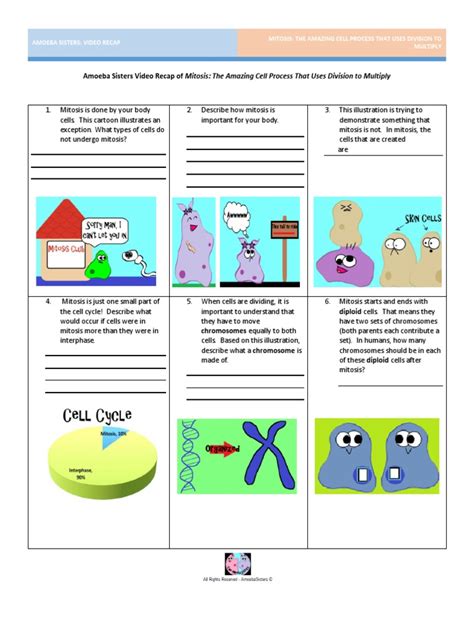 Video Recap Of Mitosis By Amoeba Sisters Mitosis Cell Anatomy
