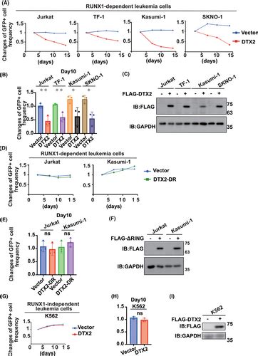 The E3 Ligase Dtx2 Inhibits Runx1 Function By Binding Its C Terminus