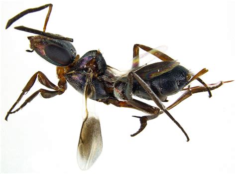 Chalcid Wasp Arachnophaga Bugguidenet