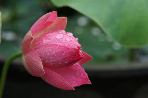蓮悟空が続々と開花 蘇山蓮園