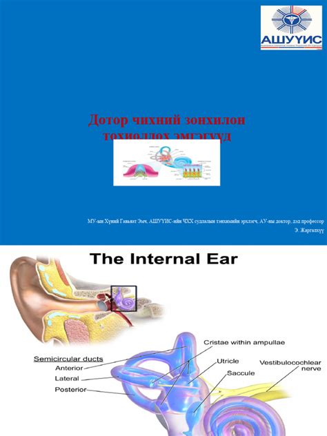 Дотор чихний зонхилон тохиолдох эмгэгүүд зассан Pdf