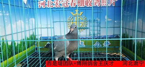 西是堤团队 博翔鸽舍王庆才 zimgs