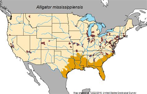 American Alligator Facts And Pictures