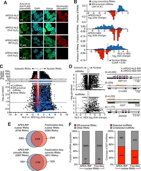 Figures And Data In Live Cell Mapping Of Organelle Associated Rnas Via Proximity Biotinylation