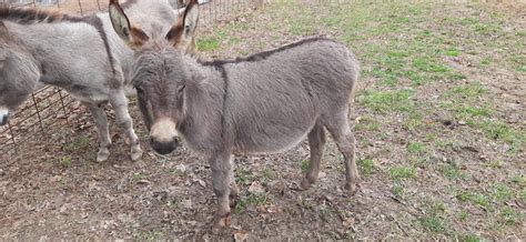 History Of The Miniature Donkey Arden Pines Miniauture Donkeys