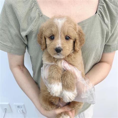 강아지분양 강아지책임분양 하남강아지분양 말티푸 말티즈 포메라니안 비숑 언제나 사랑받는 인기견 ⁞ ᵒ̌ ᴥ ᵒ̌ ⁞ 말티숑