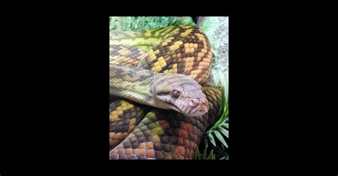 Amethystine Python Amethystine Python Sticker Teepublic