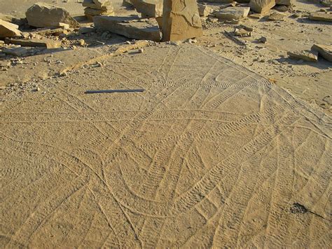 The Most Common Types Of Fossils — Finding Ancient Life Reserved In Rock