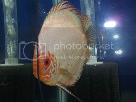 What Other Fish Are Compatible With Discus The Planted Tank Forum