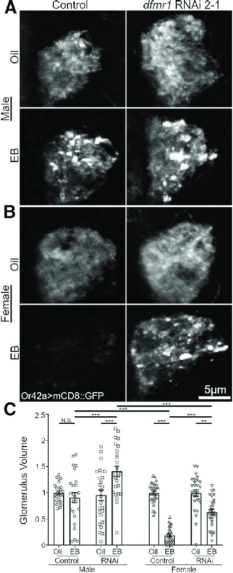 Sex Specific Differences In Eb Dependent Critical Period Remodeling Of