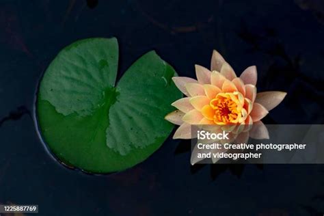 님파에아 연꽃 흰 이집트 연꽃 호랑이 연꽃 흰 연꽃 또는 이집트 백백 가족 님파과의 꽃 식물입니다 꽃 식물에 대한 스톡 사진 및 기타 이미지 Istock