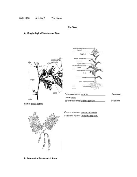 Act The Stem Laboratory Report Copy The Stem A Structure Of Stem Common Name Acacia