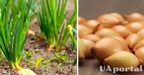 У чому замочити цибулю перед посадкою як підвищили врожайність цибулі лайфхак з содовим розчином