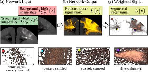 Axon Tracer Segmentation Pipeline Download Scientific Diagram