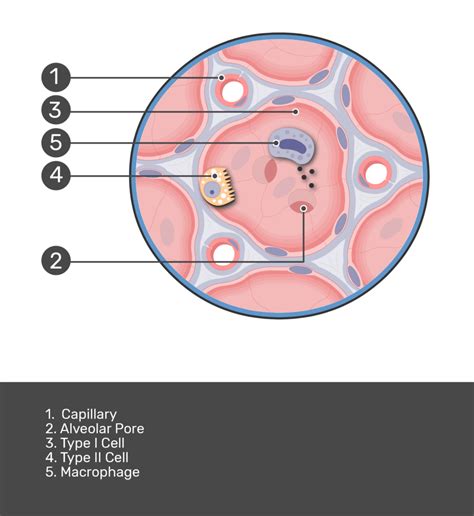 Pulmonary Capillaries And Alveoli