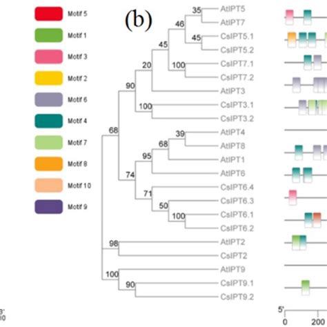 Conserved Motifs And Cis Element Analysis Of Csipts Conserved Motifs