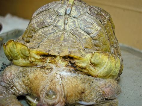 Tortoise Shell Deformities A View From The Inside