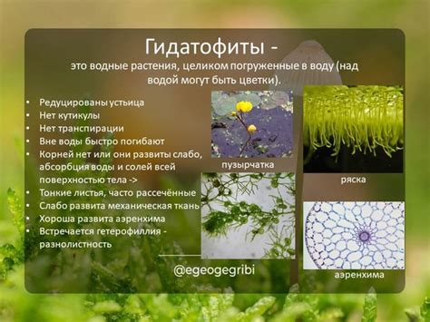 Повторяем экологические группы растений по отношению к воде Помимо представленных ниже есть и