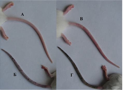 The Rat Model Of Tail Veins Thrombosis Induced By K Carraginan А Download Scientific Diagram