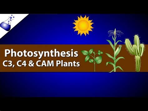 Difference Between C3 C4 And Cam Pathway With Comparison Systems Of