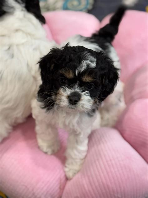 Holden Cockapoo Puppy For Sale In Pledger Tx Lancaster Puppies