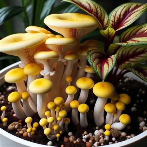 Mushrooms Growing In Indoor Plants Care Guide 2023