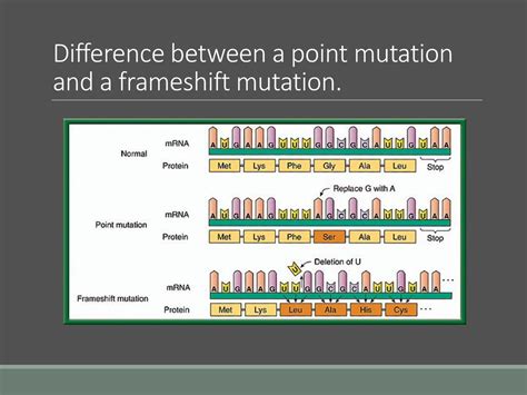 Welcome To Genetic Mutations Ppt Download
