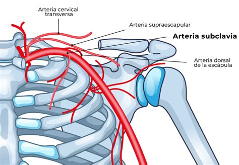 Subclavia Arteria Qu Es Ubicacin Recorrido Ramificaciones Y