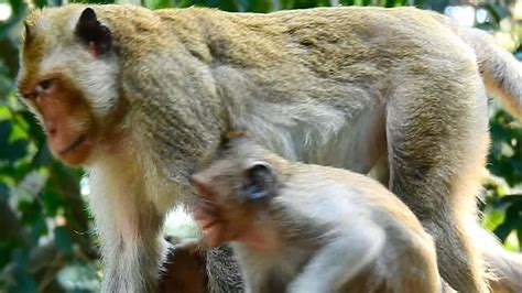 Pity Jazzy Was To Attacked With Sanjago Who Wants To Drink Her Milk And She Was To Apologize