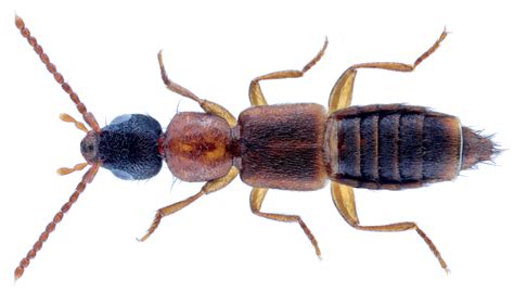Rove Beetle Staphylinidae Rove Beetles Naturespot