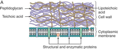 Bacterial Structure And Function Flashcards Quizlet