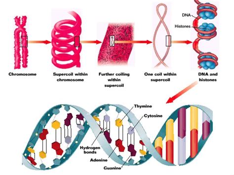 Diagram Macromolecule Structure Of Nucleic Acids Nucleotide