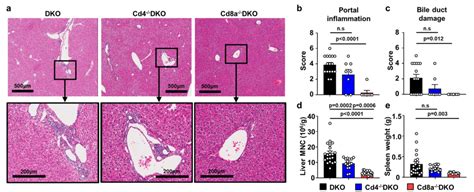 嵌合抗原受体靶向致病性cd8 组织驻留t细胞治疗小鼠自身免疫性胆管炎 生物科技 健康一线资讯