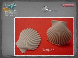 Fossil Lab Gonyoscience