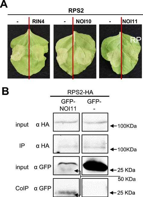 The Rin4 Likenoi Proteins Noi10 And Noi11 Modulate The Response To