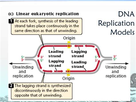 PPT The Importance Of DNA Replication PowerPoint Presentation ID 3694530