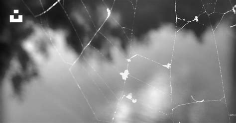 물방울이있는 거미줄 사진 Unsplash의 무료 회색 이미지