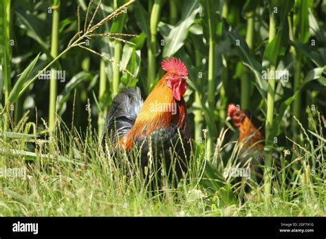 Domestic Fowl Cock Organic Husbandry Free Range With Chicken Gallus