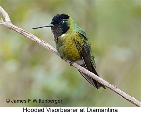 Bird And Wildlife Photo Gallery For Brazil Hummingbirds