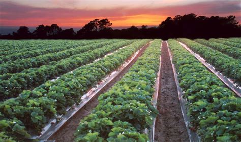 Strawberry Fields California Strawberry Commission