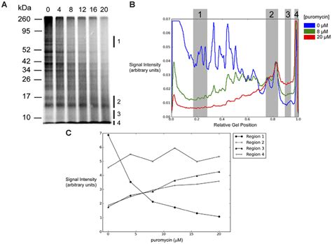Puromycin Stimulates The Production Of Truncated Polypeptides In A Download Scientific Diagram