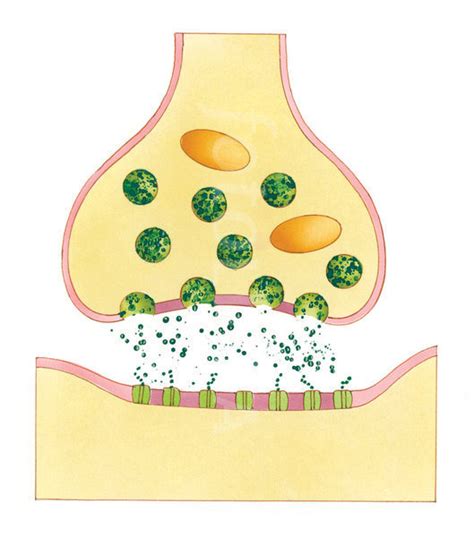 Anatomy Chapter 10 Test Synapse Diagram Quizlet