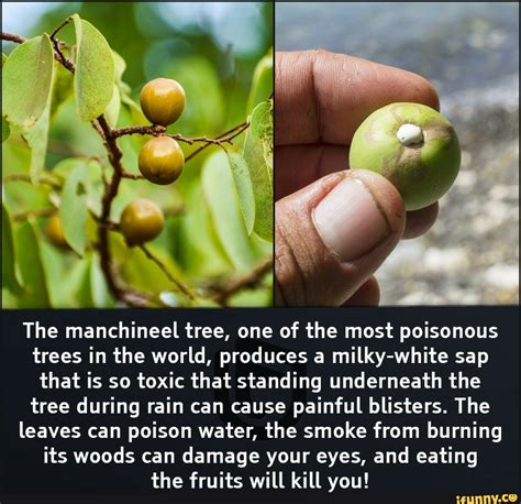 The Manchineel Tree One Of The Most Poisonous Trees In The World Produces A Milky White Sap