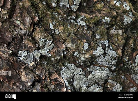 Tree Bark Background Texture Stock Photo Alamy