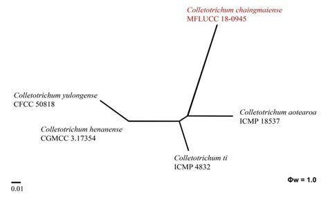 The Splits Graph From The Pairwise Homoplasy Index Phi Test Download Scientific Diagram
